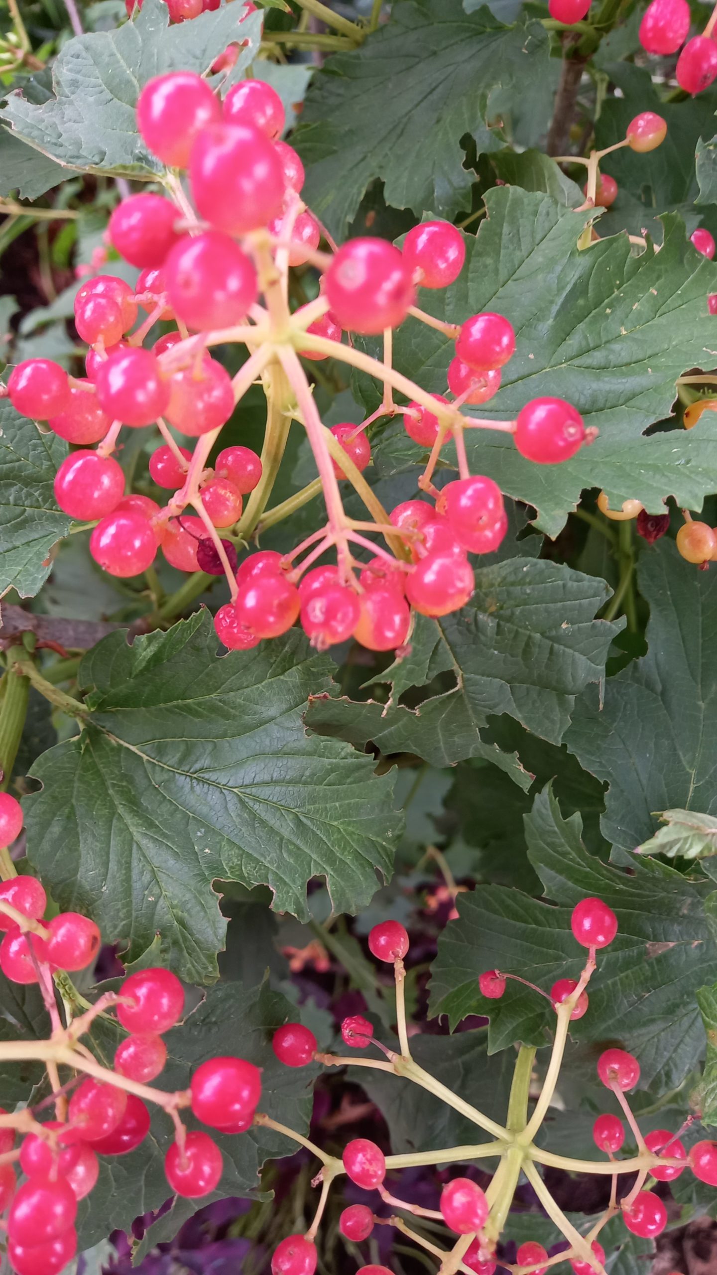 Viorne trilobée compacte ornementale – Ma Botanique