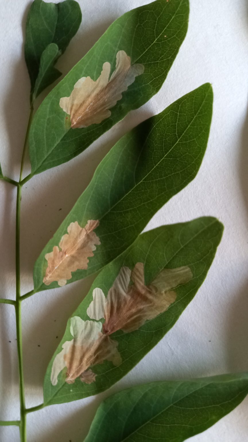 Le Robinier, l’ »Acacia »et sa mineuse | Ma Botanique