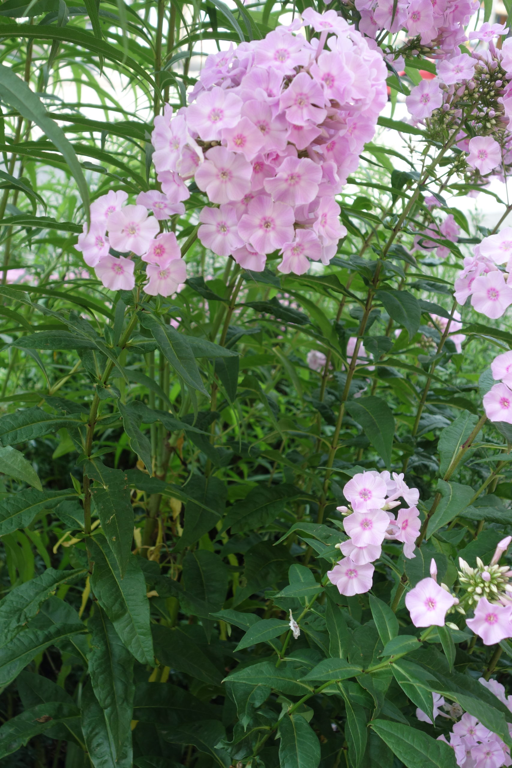 Ma Botanique: Phlox des jardins Phlox paniculé, Horticole
