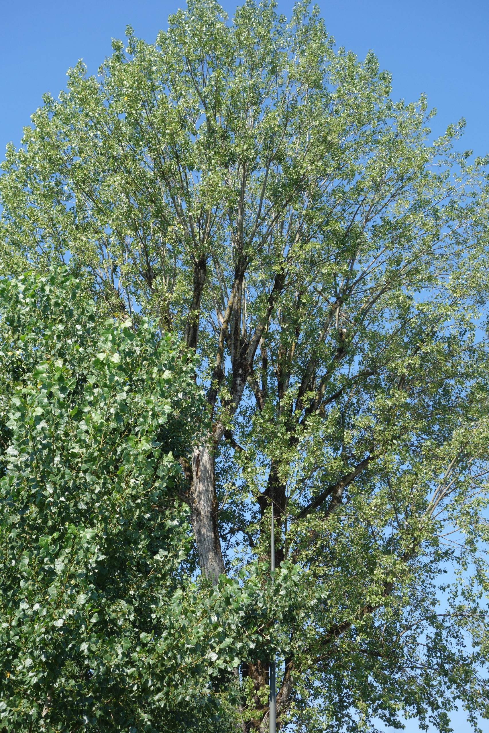 Ma Botanique: Peuplier du Canada, Peuplier hybride euroaméricana ...