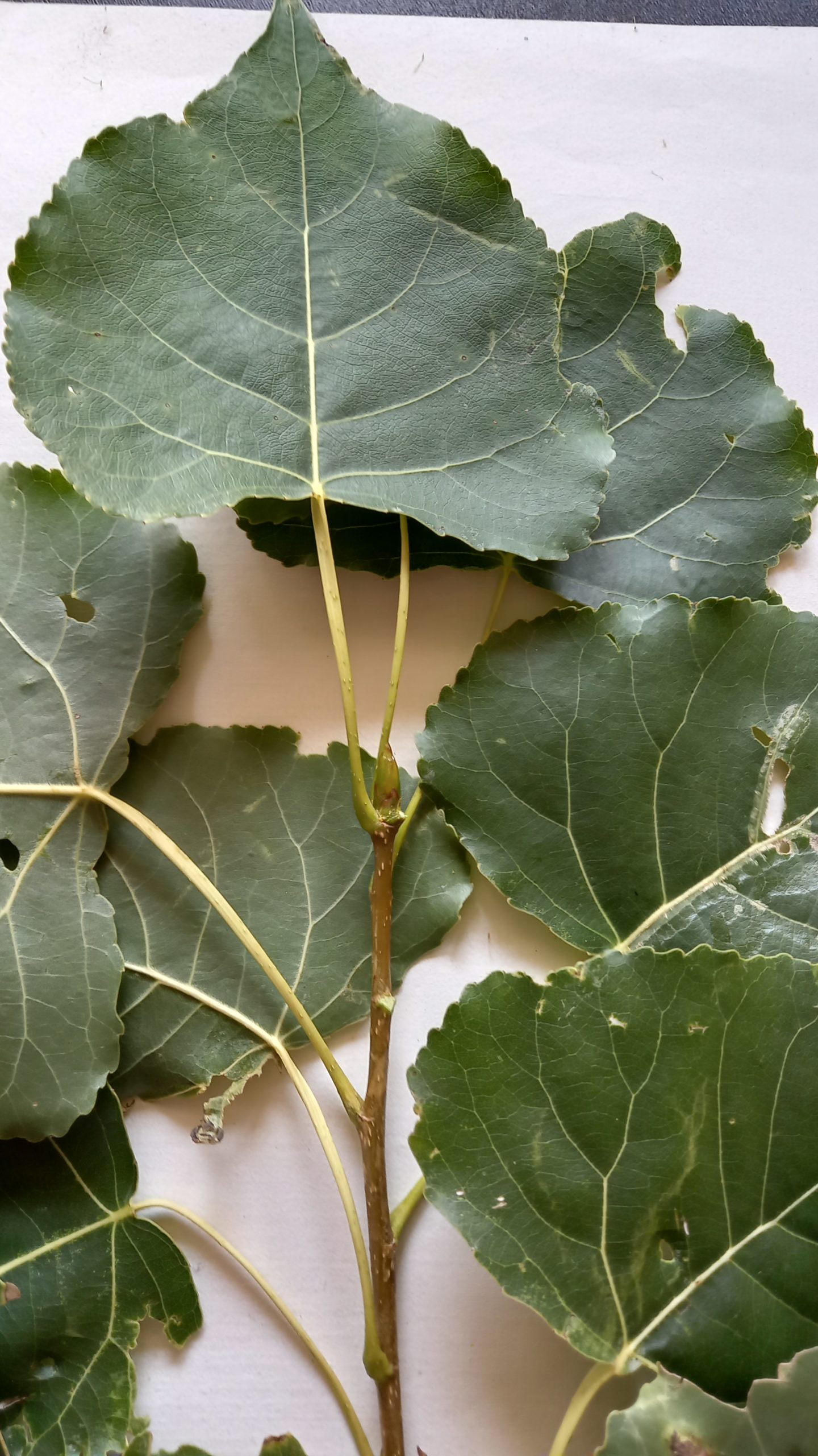 Peuplier du Canada, Peuplier hybride euroaméricana, Eastern cottonwood ...