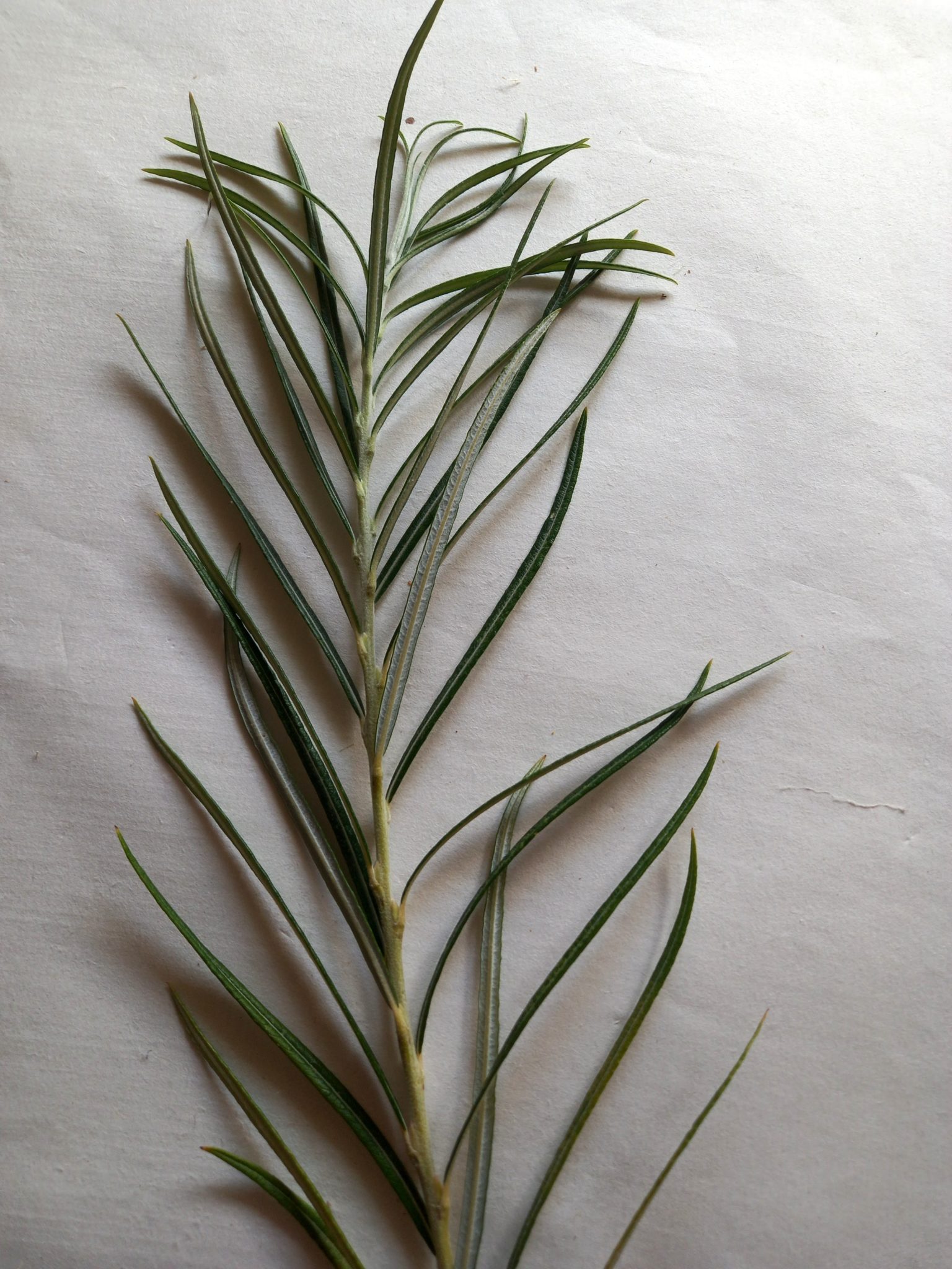 Ma Botanique: Saule à feuilles de romarin