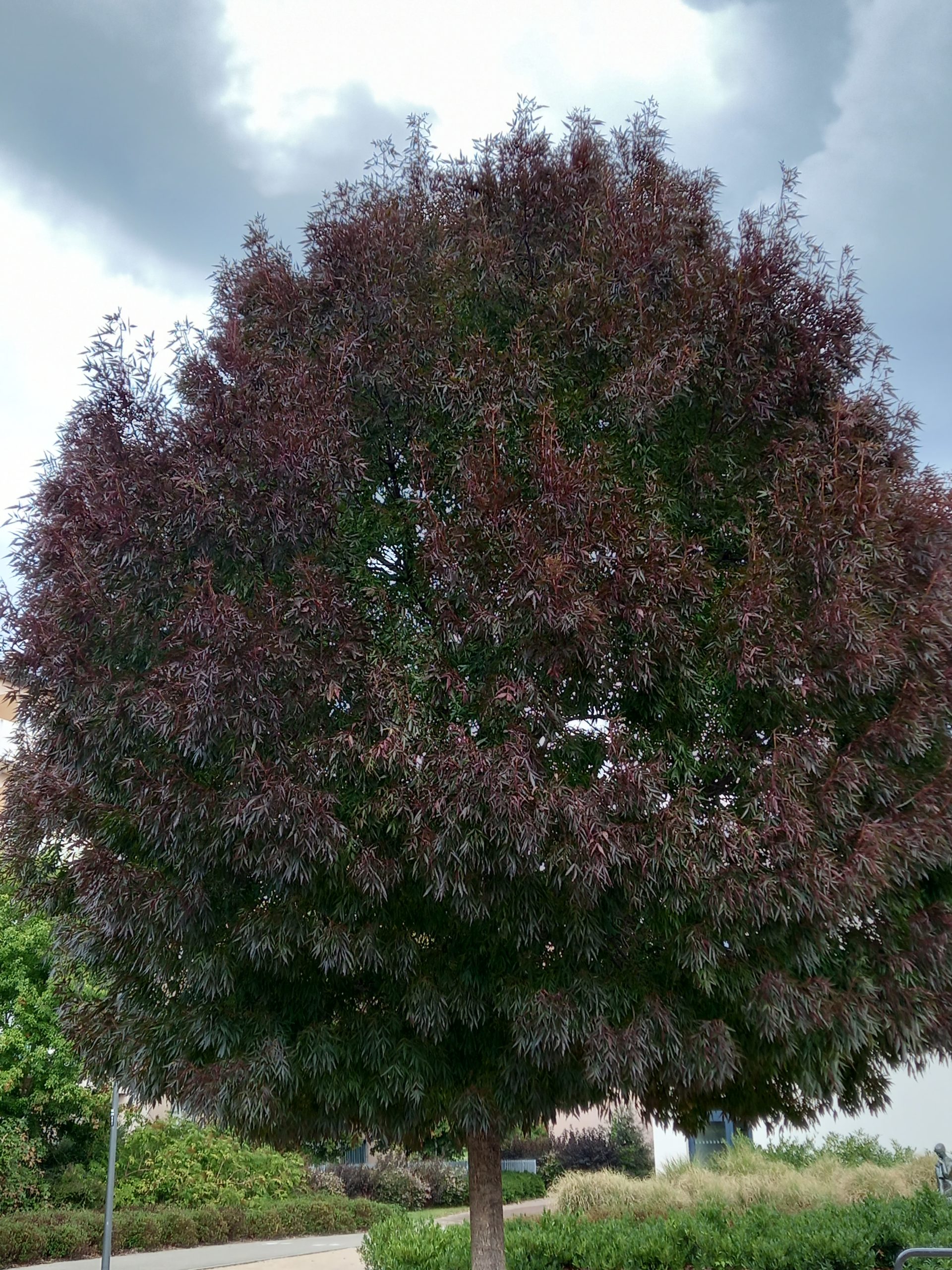 Ma Botanique: Frêne à feuilles étroites ‘Raywood’, Frêne bordeaux ...