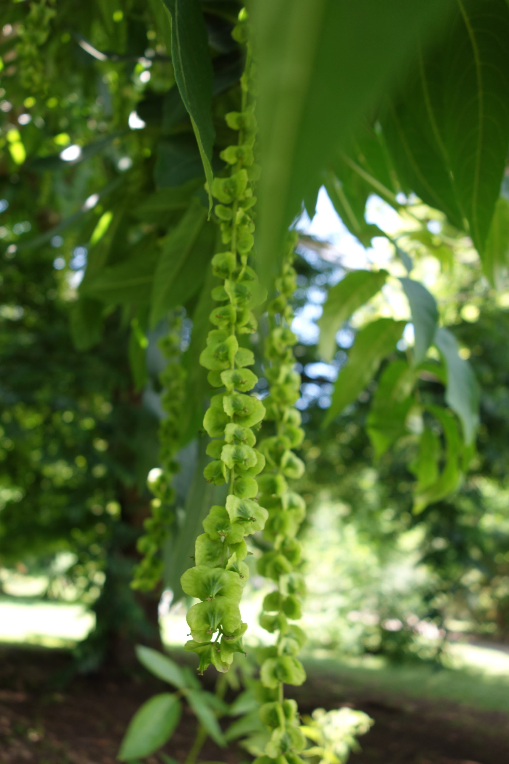 Ptérocaryer feuilles de frêne, Noyer à feuilles de frêne, Ptérocarya à ...