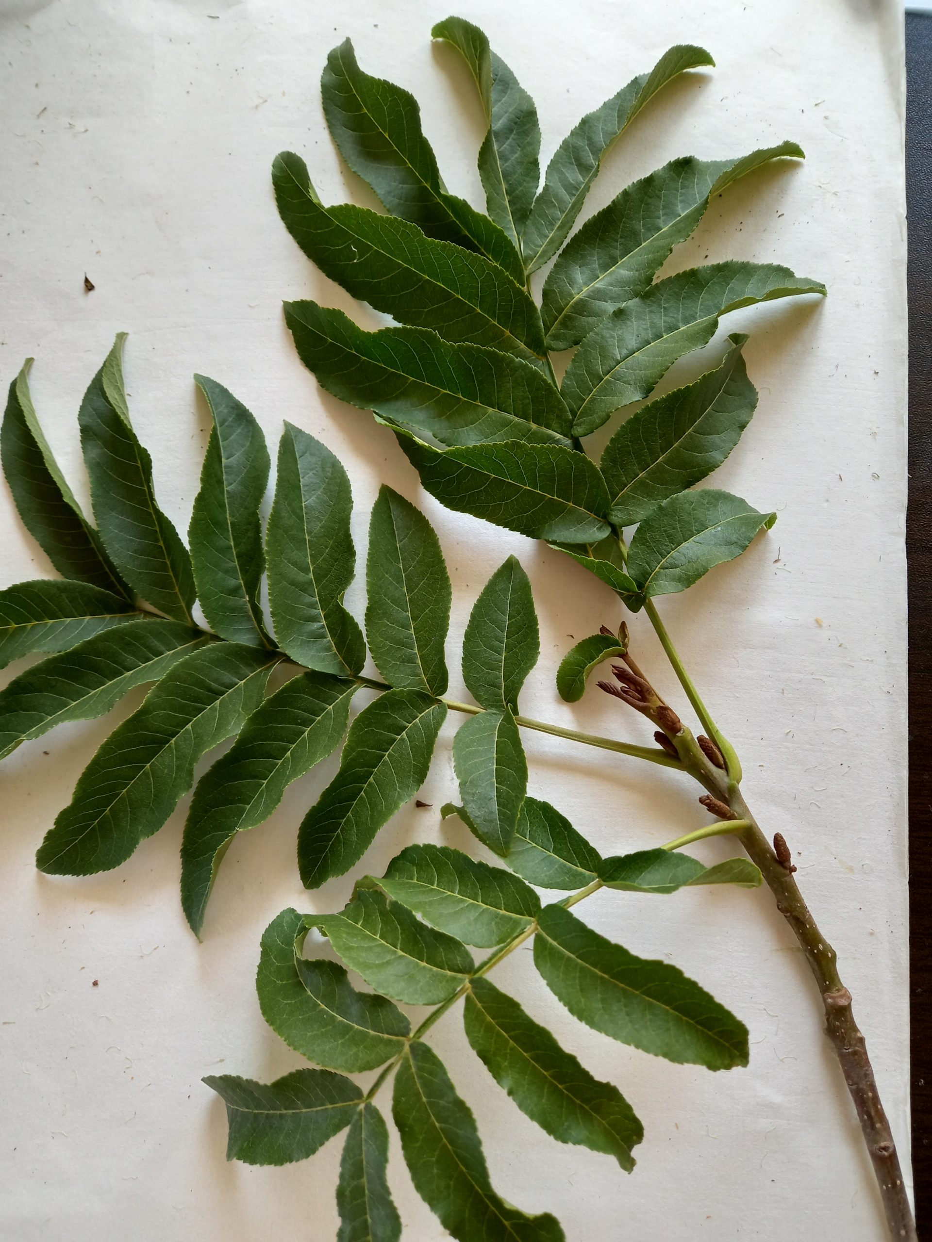 Ptérocaryer de Rheder, hybride | Ma Botanique