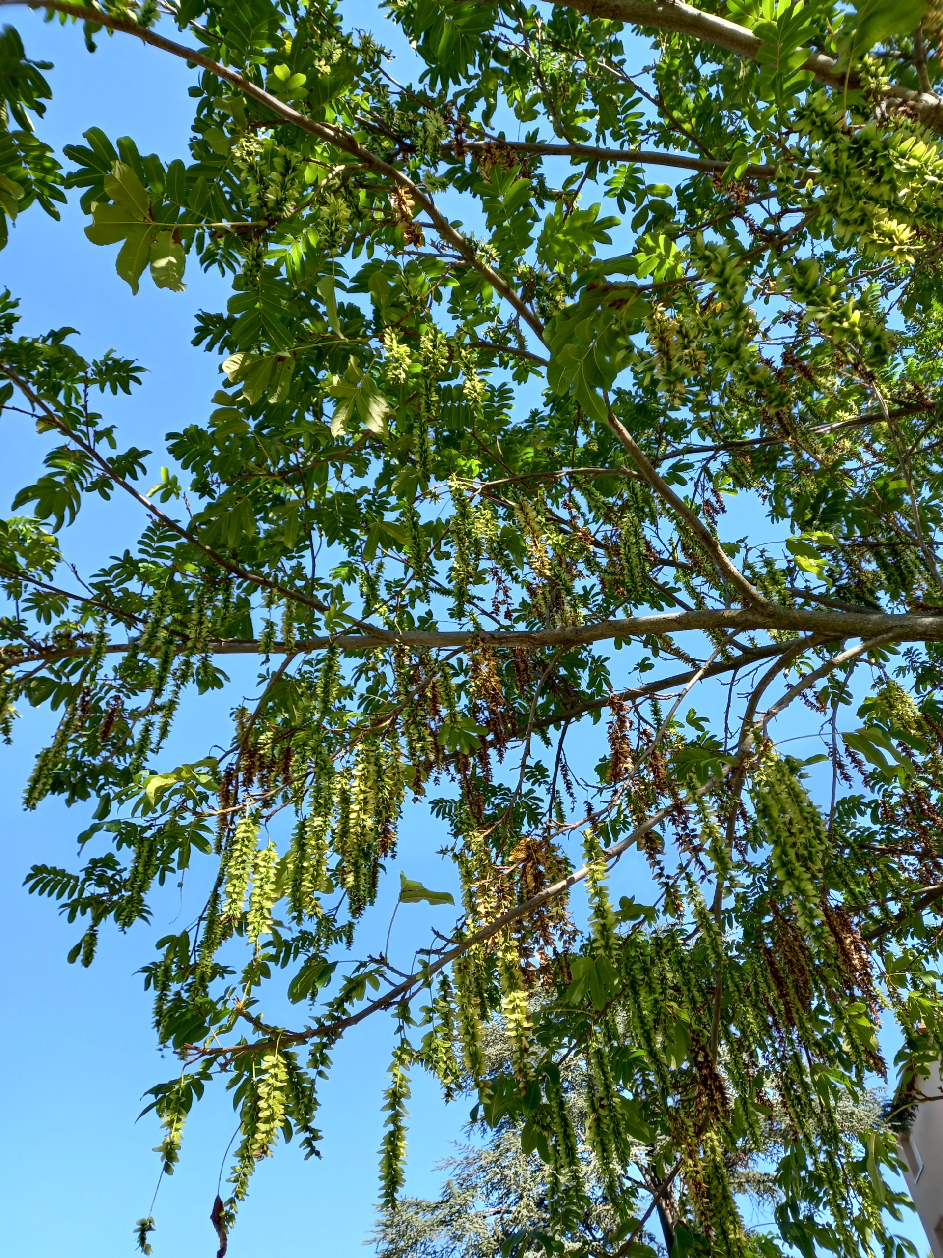 Ptérocaryer de Rheder, hybride | Ma Botanique