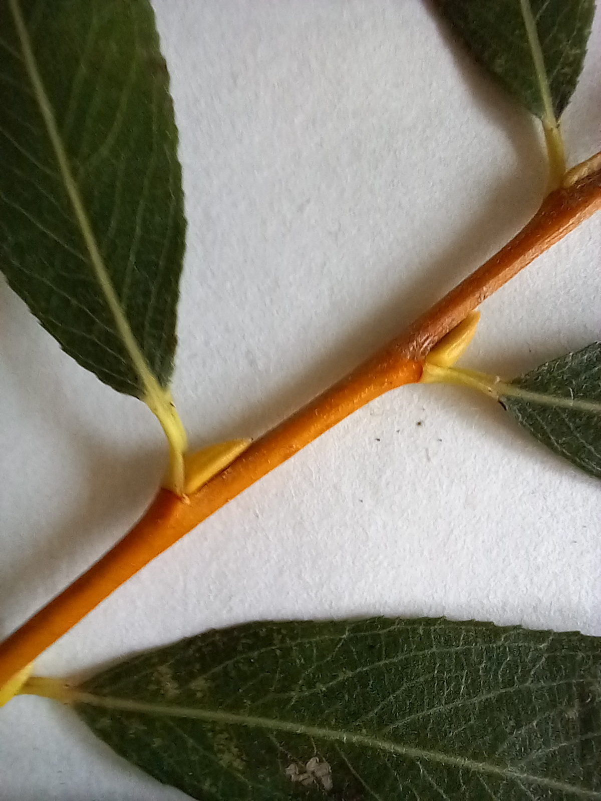 Saule des vanniers, Osiers des vanniers | Ma Botanique