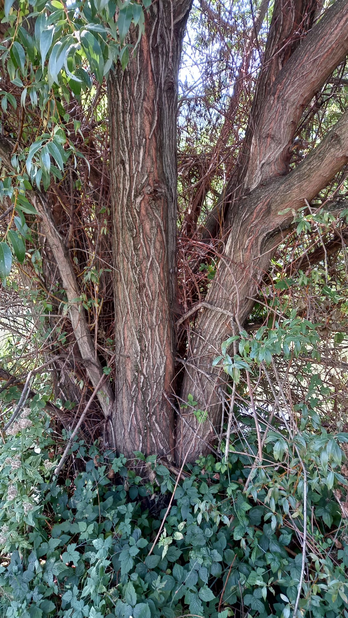 Saule des vanniers, Osiers des vanniers – Ma Botanique