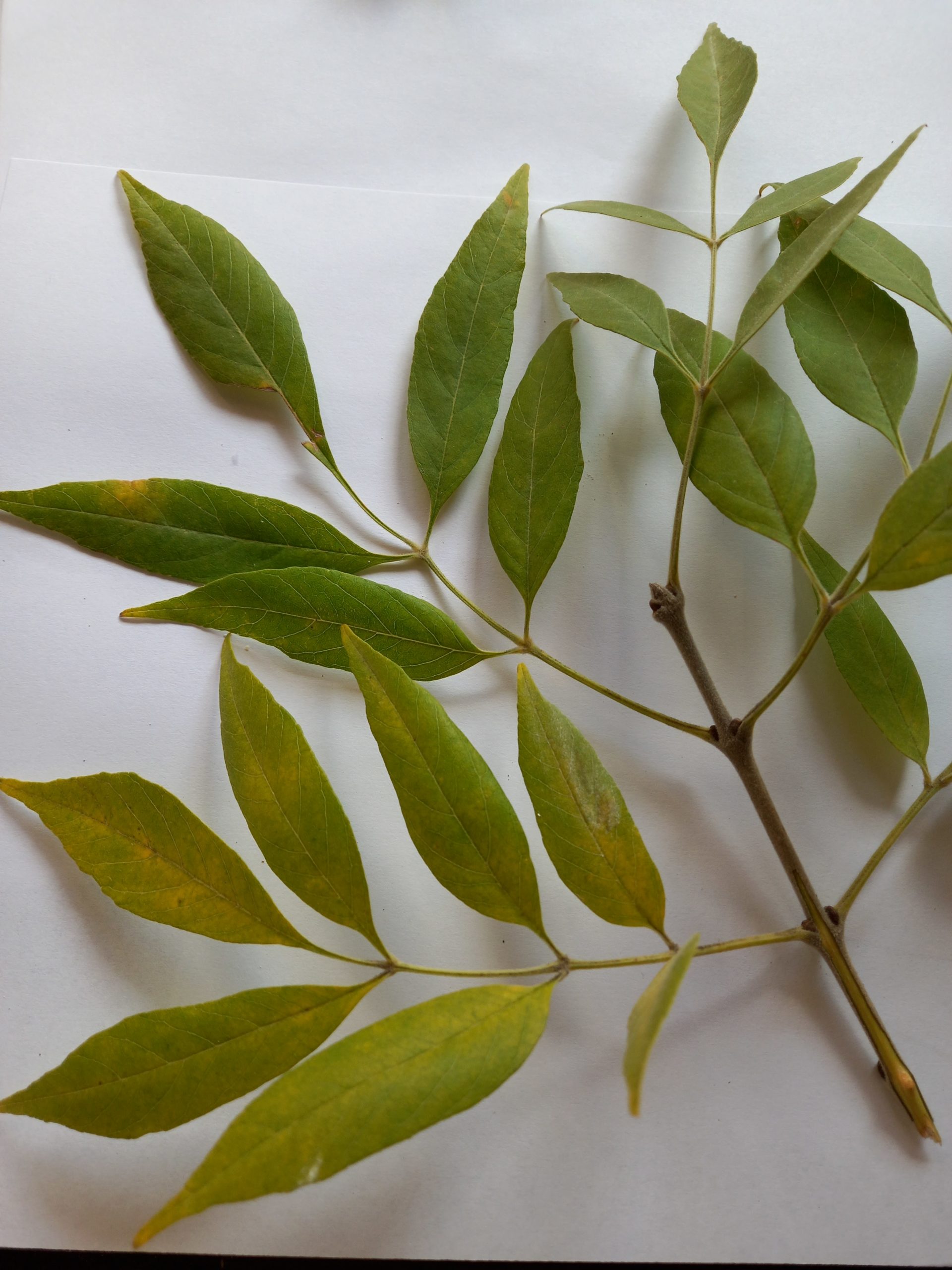 Frêne rouge d’Amérique, Frêne de Pennesylvanie, Frêne pubescent | Ma ...