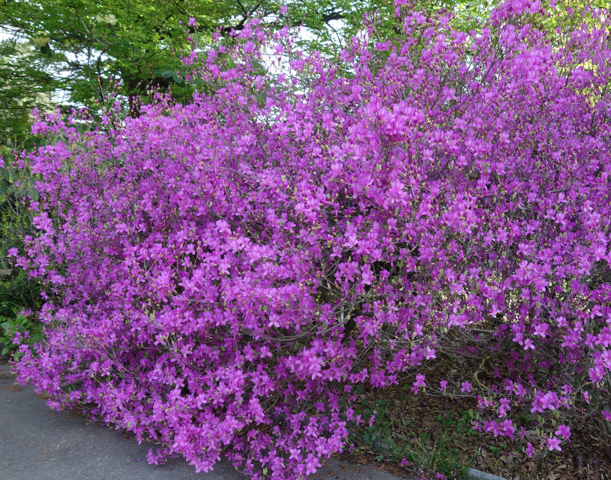 Ma Botanique: Rhododendron reticulatum C.Don.