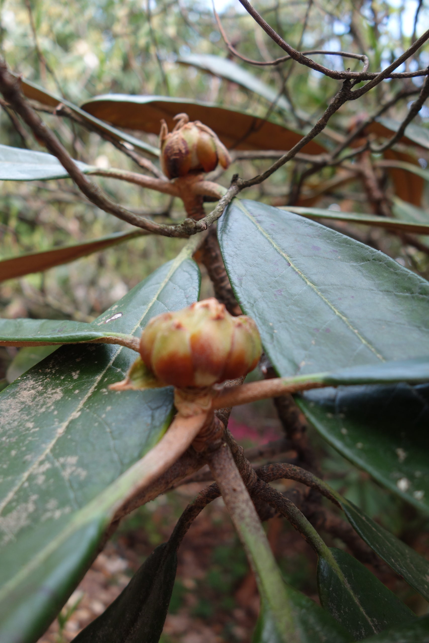 Ma Botanique: Rhododendron rex, Grand Rhododendron, Rhododendron impérial