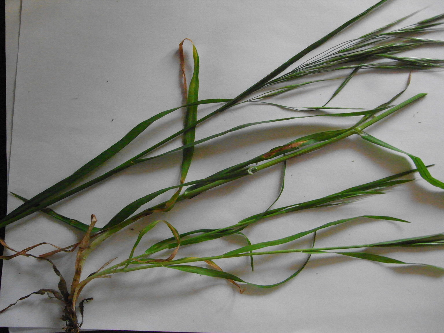 Brome stérile | Ma Botanique
