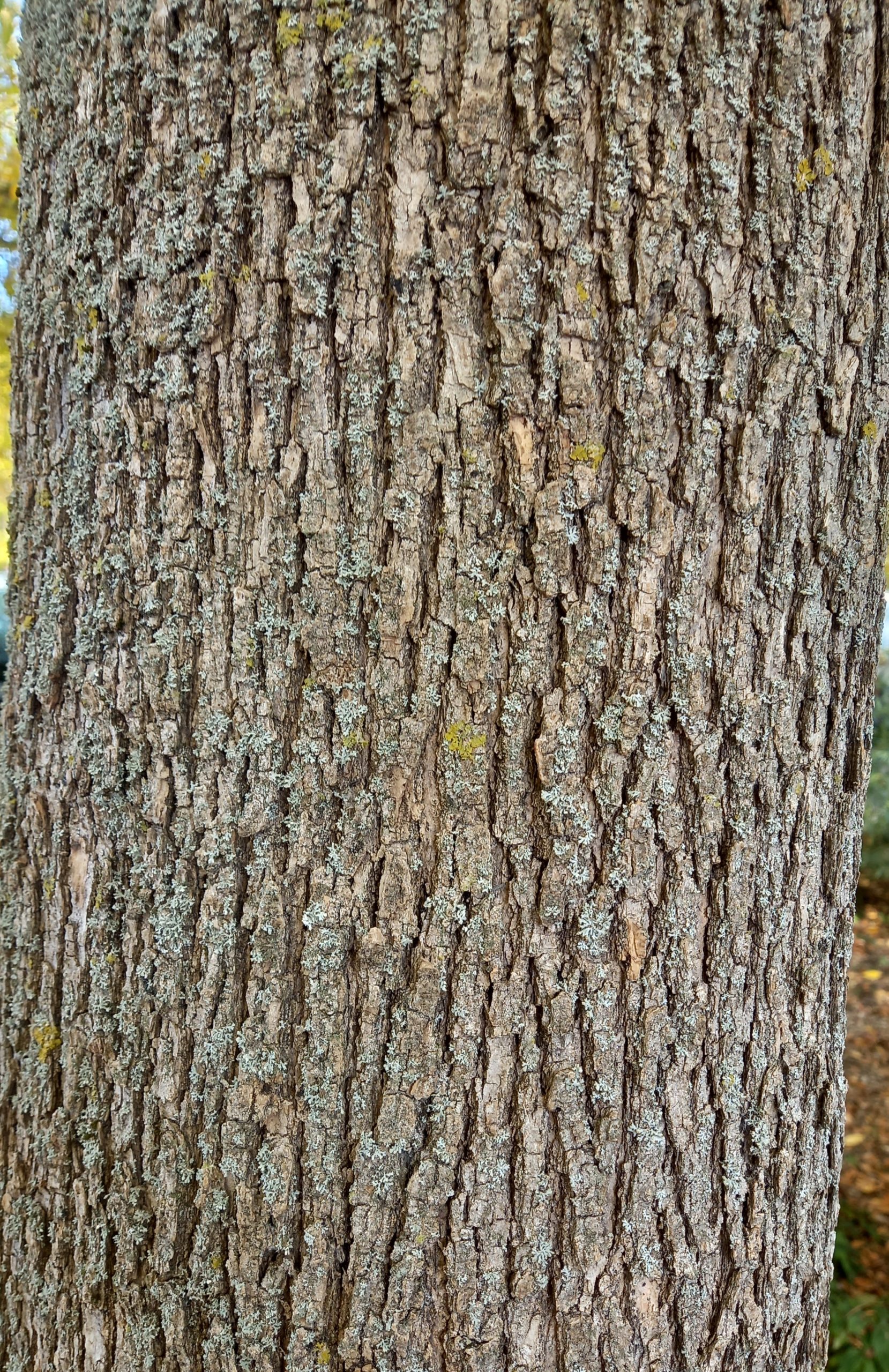 Frêne rouge d’Amérique, Frêne de Pennesylvanie, Frêne pubescent | Ma ...