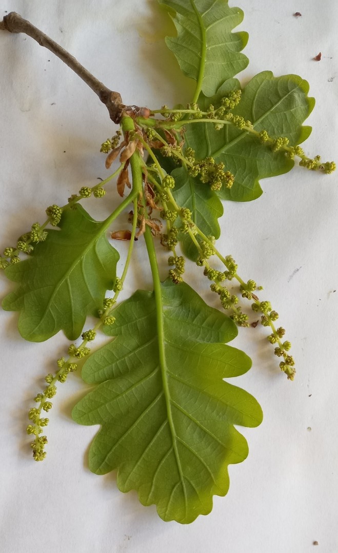 Ma Botanique: Chêne rouvre, Chêne sessile