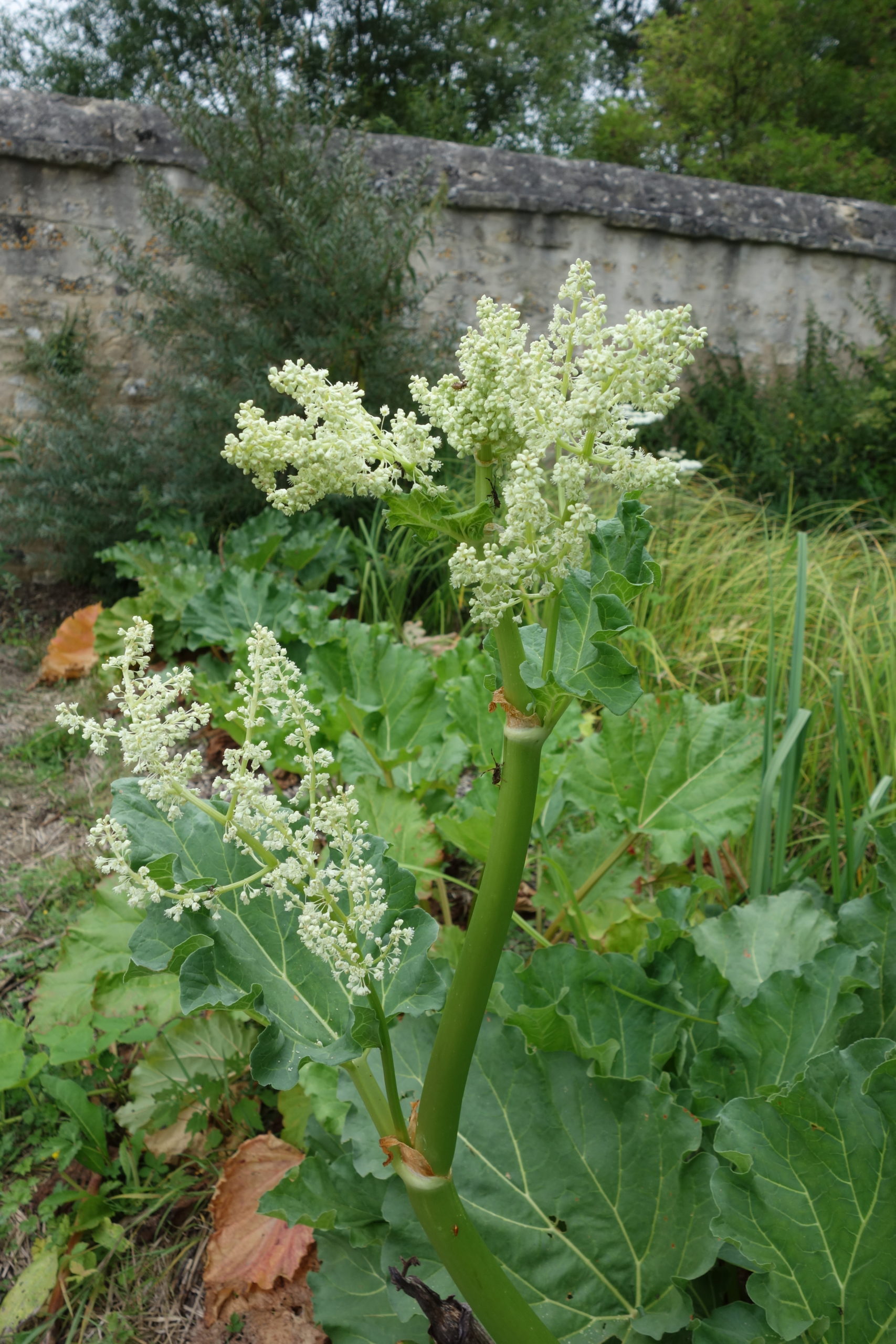Ma Botanique: Rhubarbe sauvage, Rhubarbe des moines, Rhubarbe des capucins