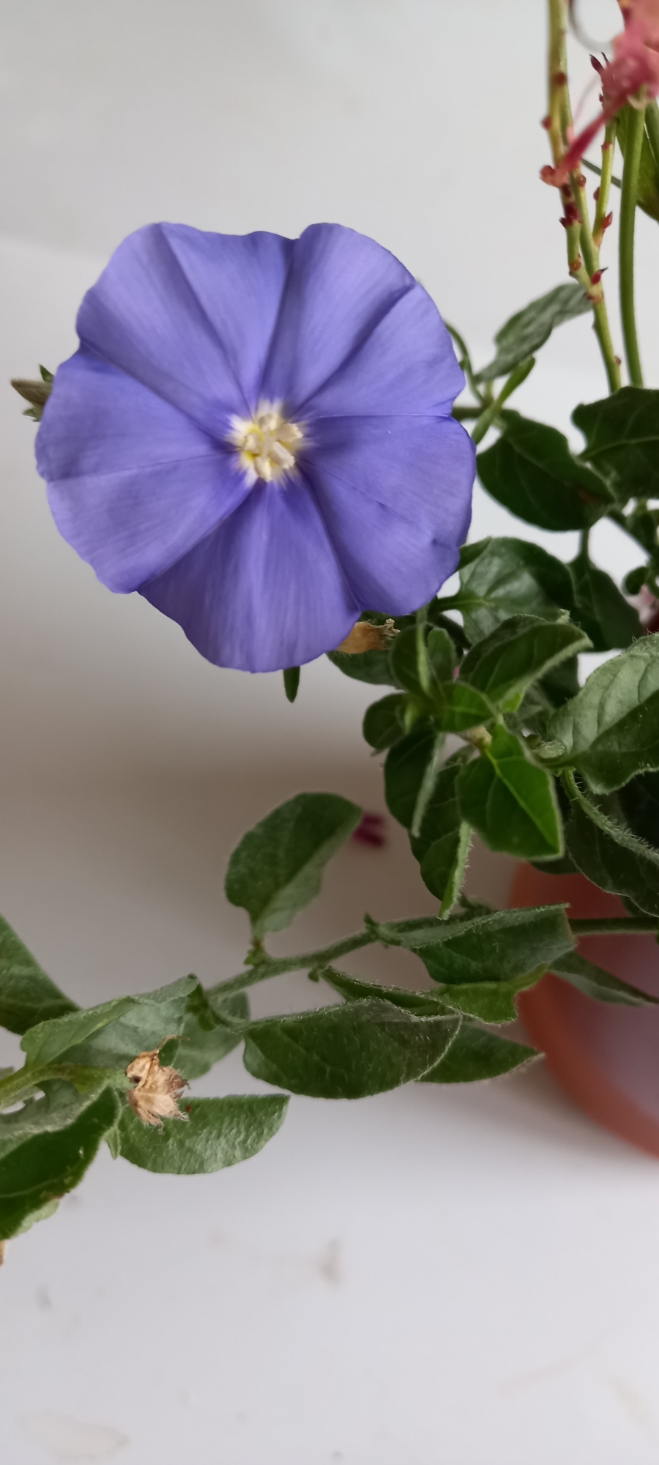 Ma Botanique: Liseron de Mauritanie Liseron des roches bleues , Liseron ...