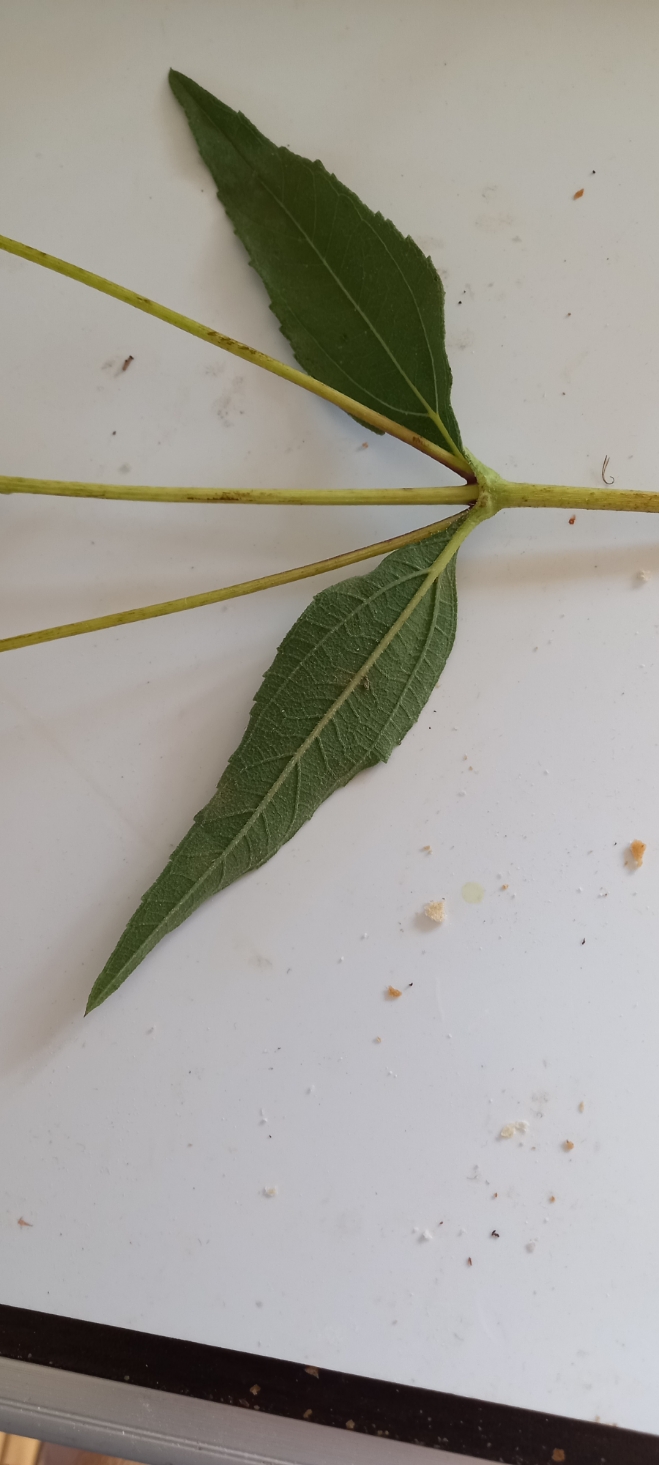 Ma Botanique: Hélianthe à feuilles étalées, Hélianthe à feuilles ...